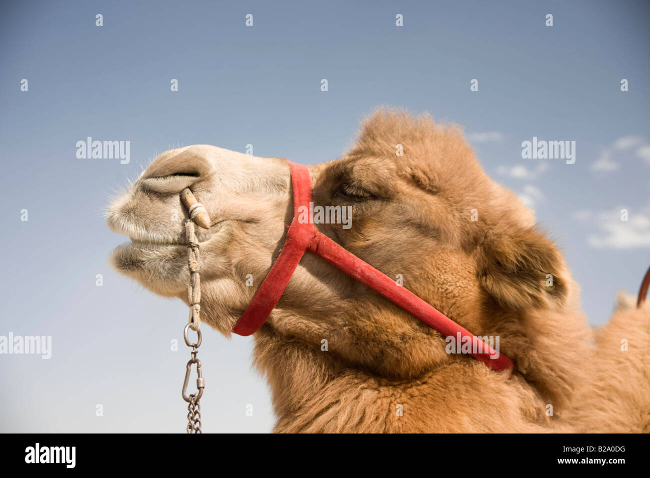 Camel Route High Resolution Stock Photography and Images - Alamy