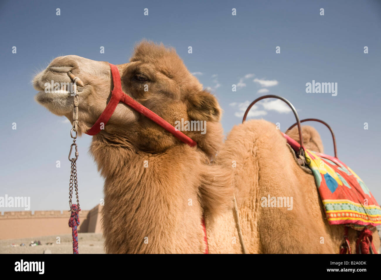 Camel route hi-res stock photography and images - Alamy