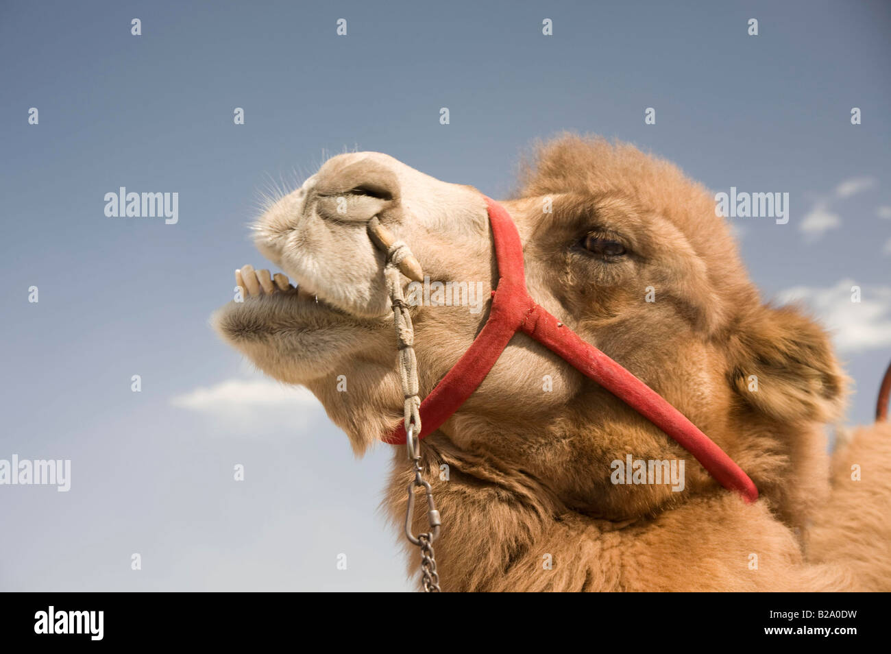 Camel Route High Resolution Stock Photography and Images - Alamy