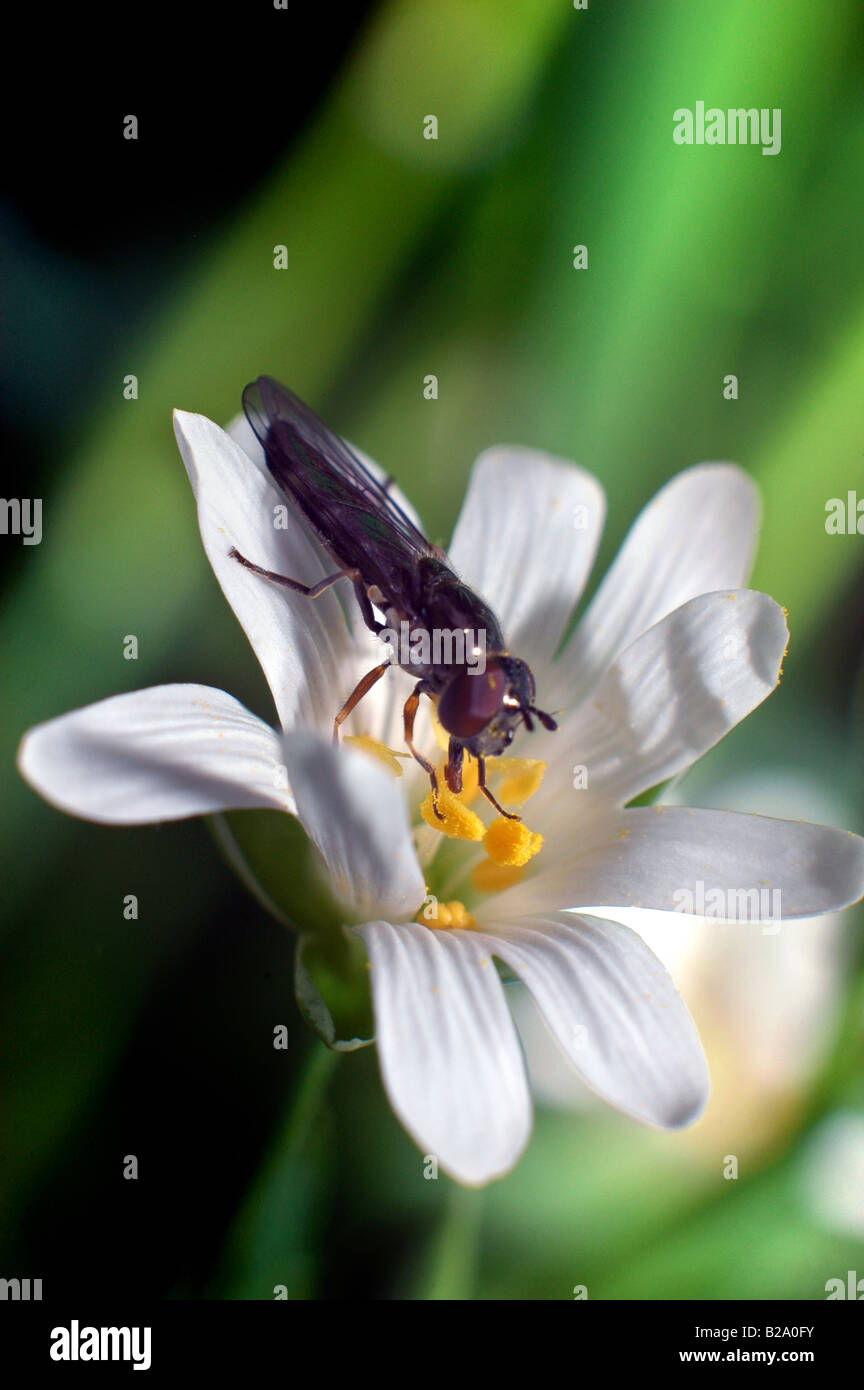 Nectar feeding insect hi-res stock photography and images - Alamy