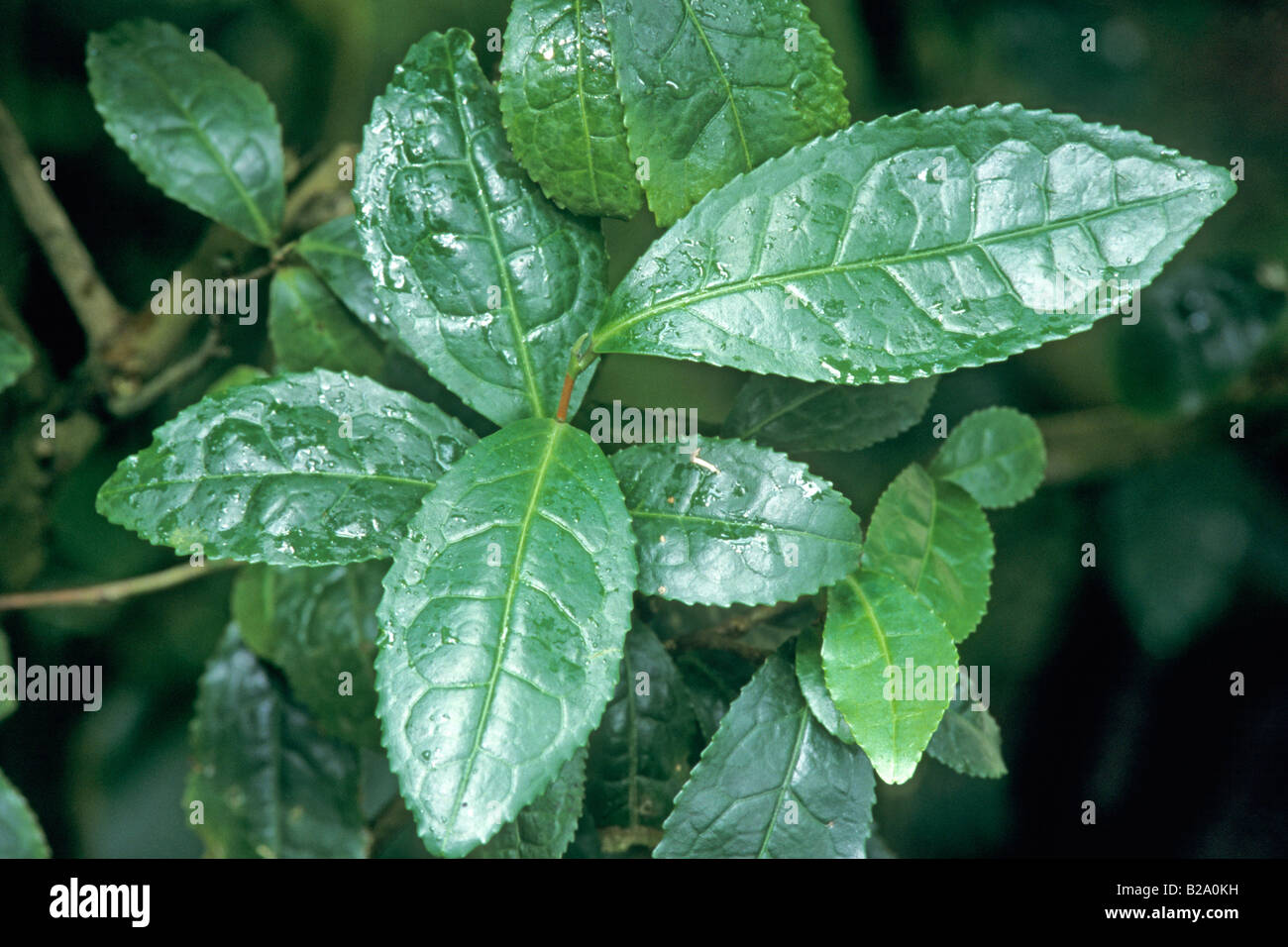 Tea plant camellia sinensis hi-res stock photography and images - Alamy