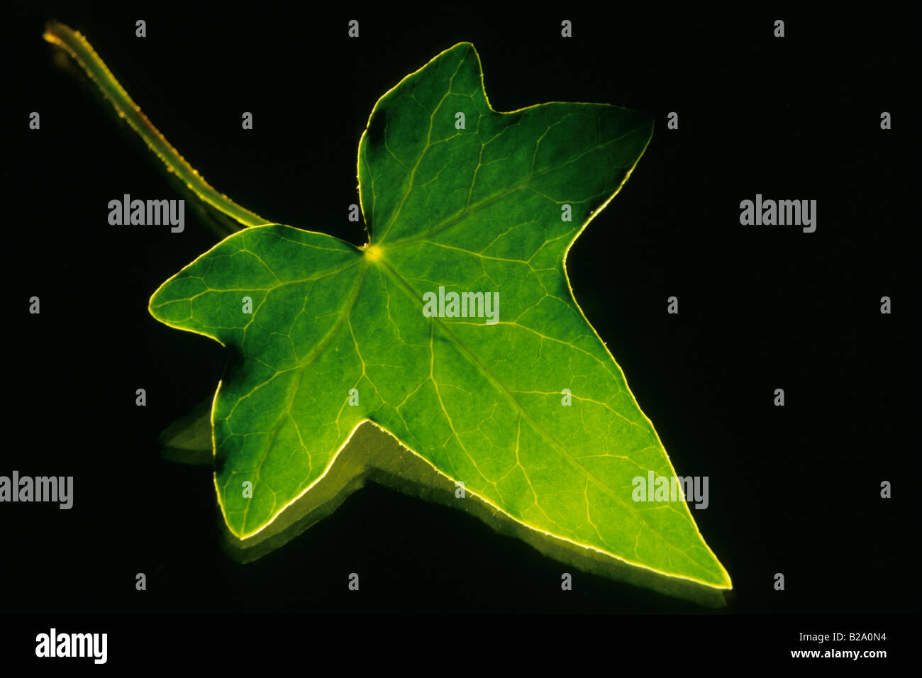 Common Ivy, English Ivy (Hedera helix), single leaf Stock Photo - Alamy