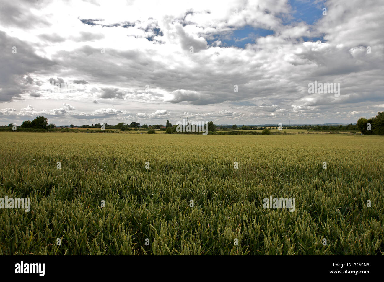 A field of young corn in England Stock Photo - Alamy
