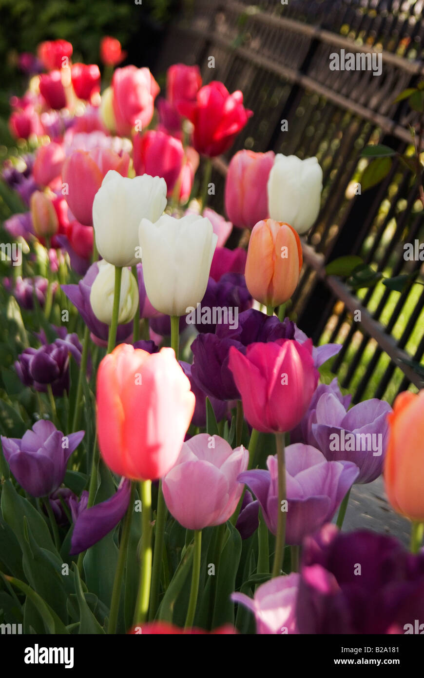 Row of colorful flowers, at summer time Stock Photo - Alamy