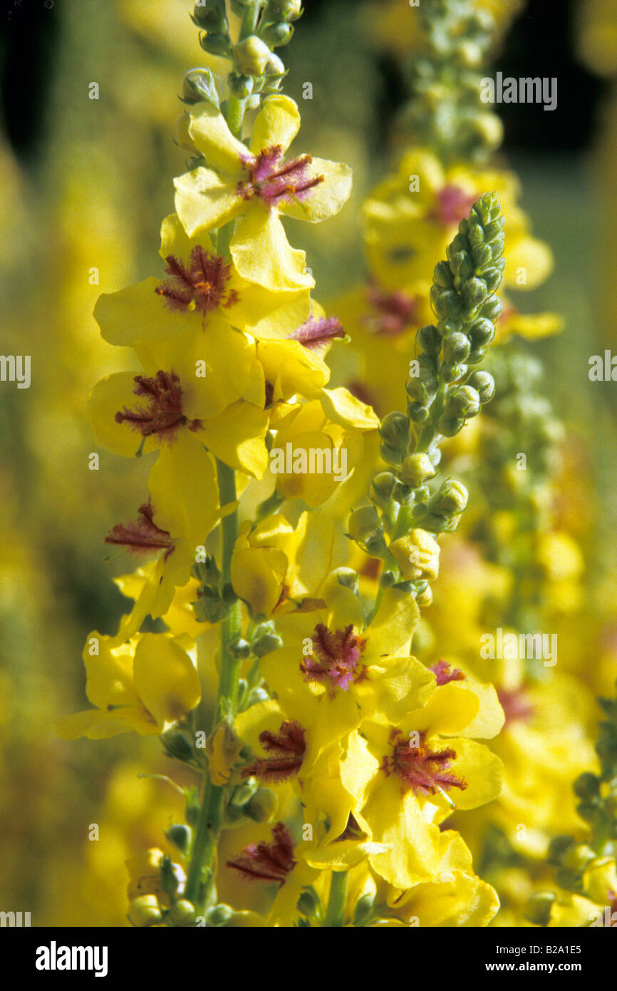 Dark Mullein Verbascum nigrum flowering Stock Photo - Alamy