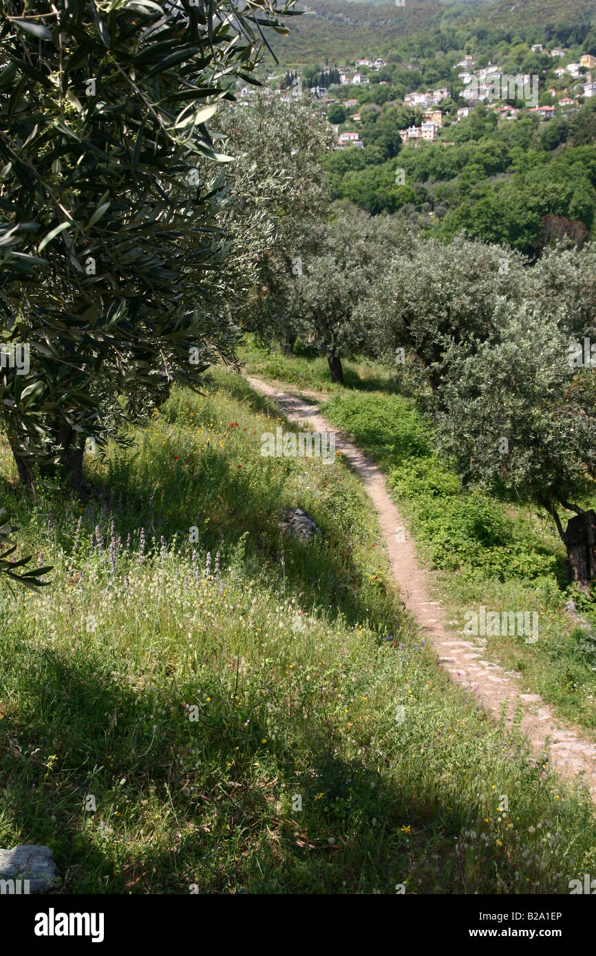 Pelion pelium hi-res stock photography and images - Alamy
