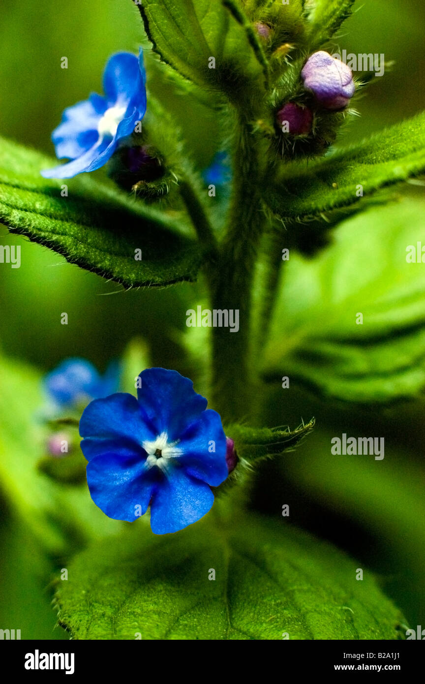 Simple blue flower hi-res stock photography and images - Alamy