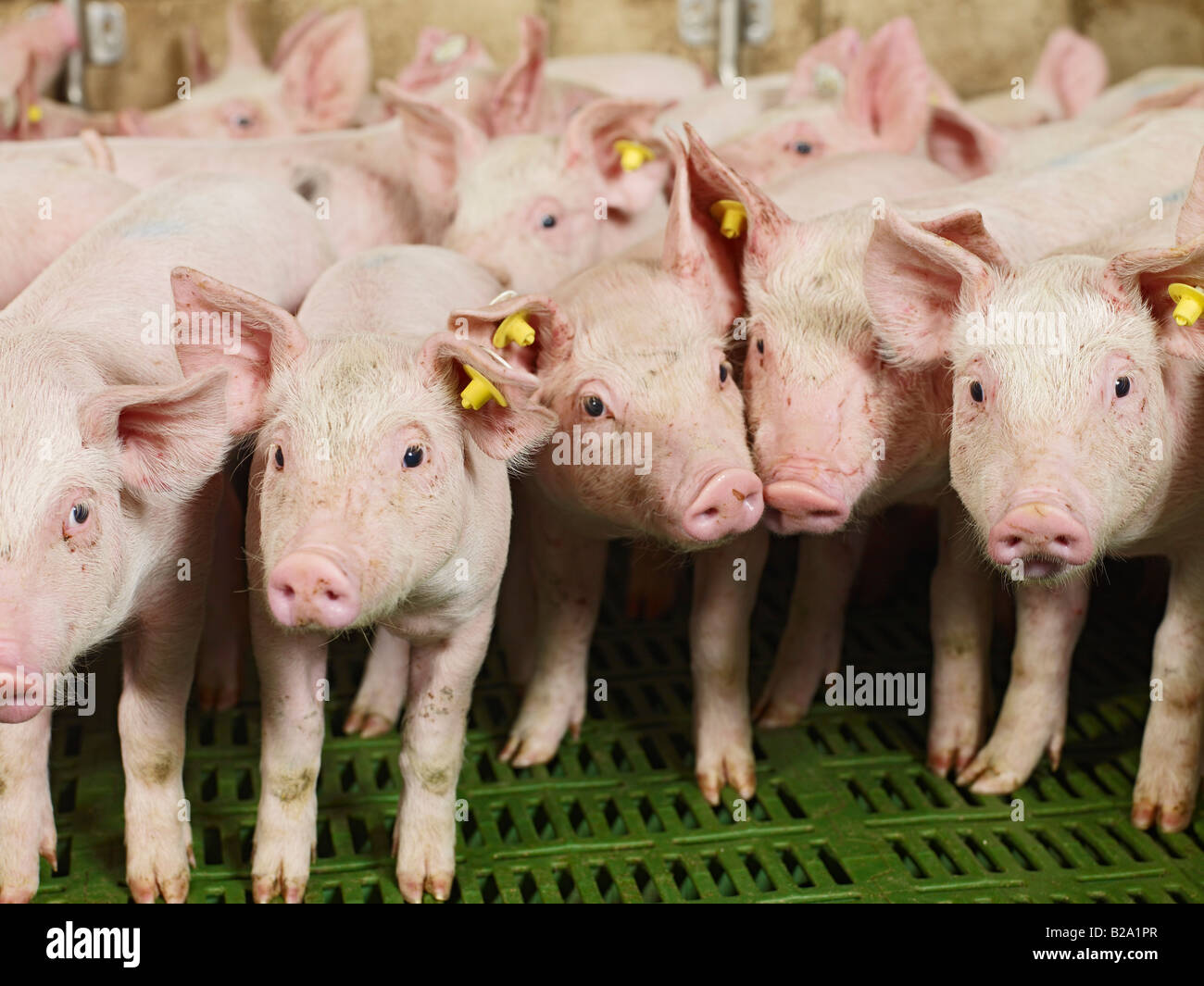 animal suffering, many piglets in a small pig sty Sus scrofa domestica ...