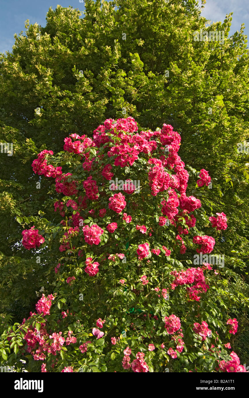 Pink pillar rose growing in Monet's garden in Giverny Normandy France ...