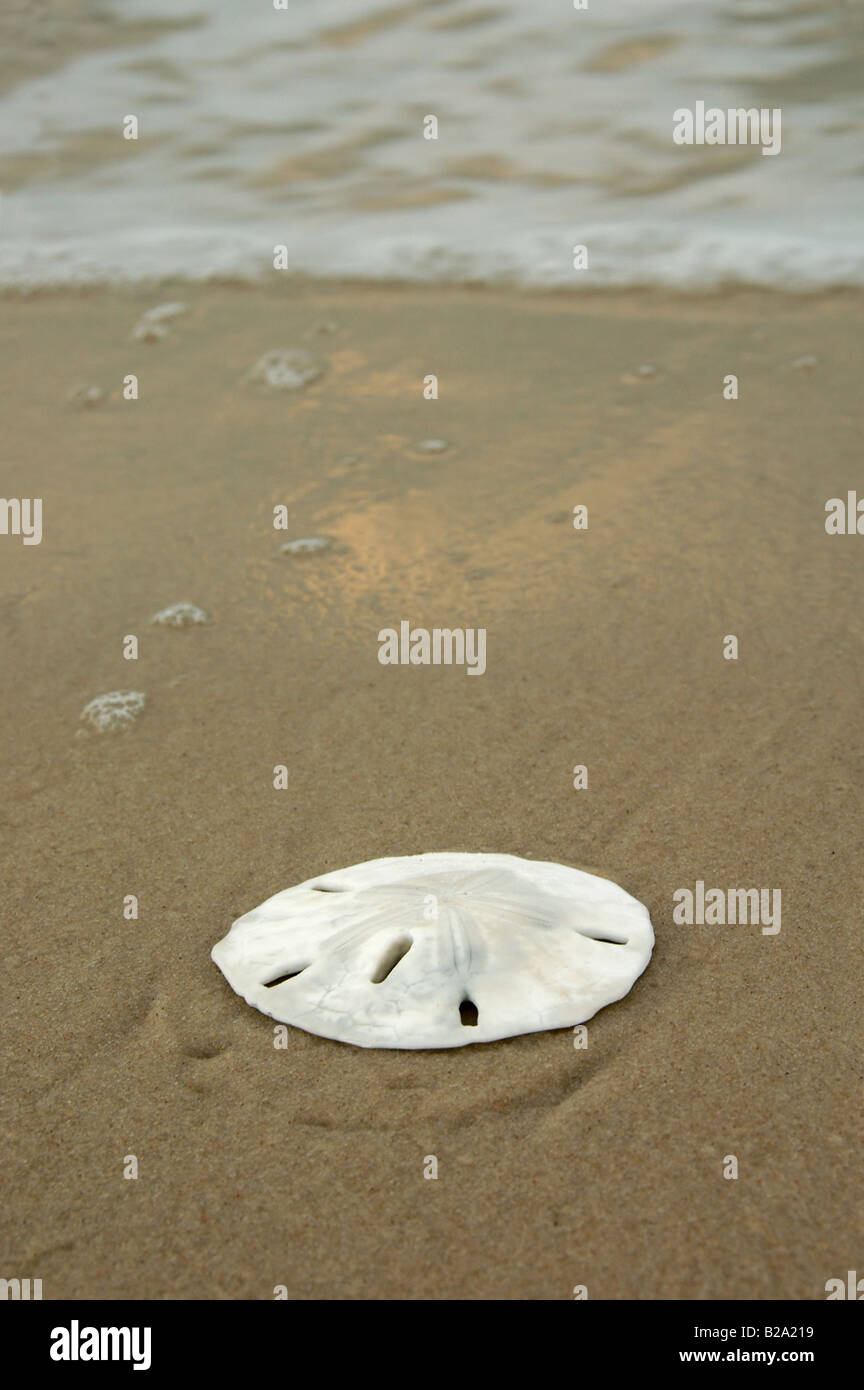 Sand dollar on a sandy beach with waves breaking in the background ...