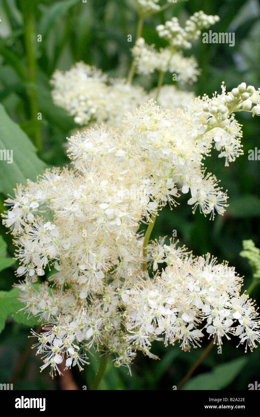 FILIPENDULA ULMARIA MEADOWSWEET Stock Photo - Alamy