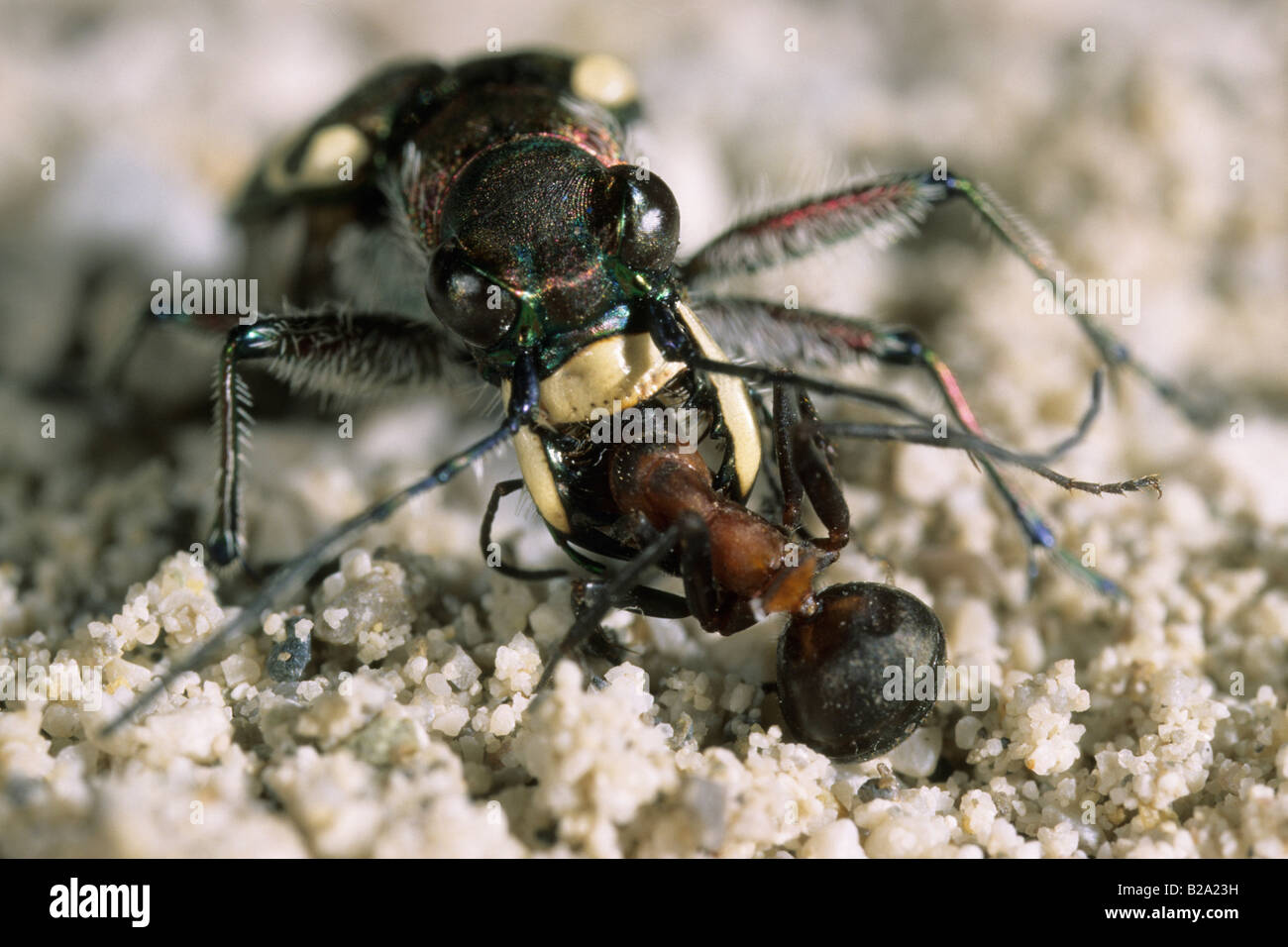 Ant beetle hi-res stock photography and images - Alamy