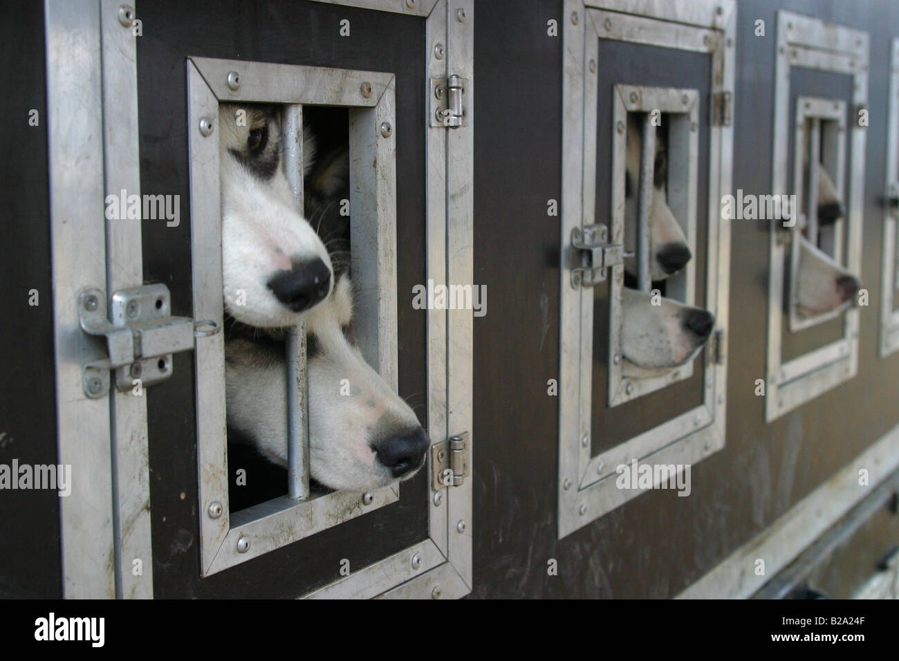 Husky dogs locked in transport cages Stock Photo - Alamy