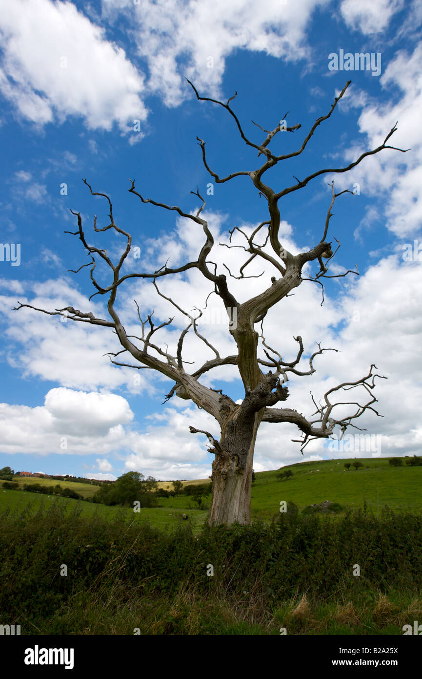 An old tree in the English countryside Stock Photo - Alamy