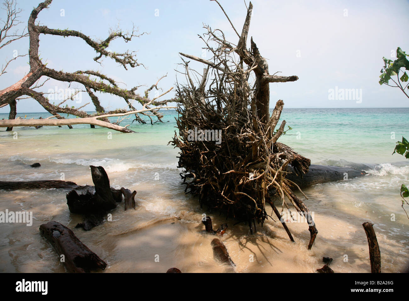Uprooted roots and trees at havelock island,Andaman,india Stock Photo ...