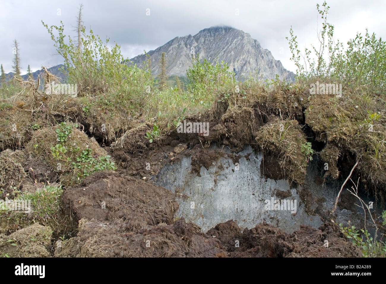 Permafrost covered by soil and vegetation Brooks Range Alaska Stock ...