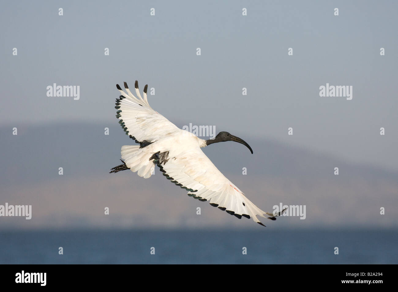 Bird on Awasa lake, Ethiopia Stock Photo - Alamy