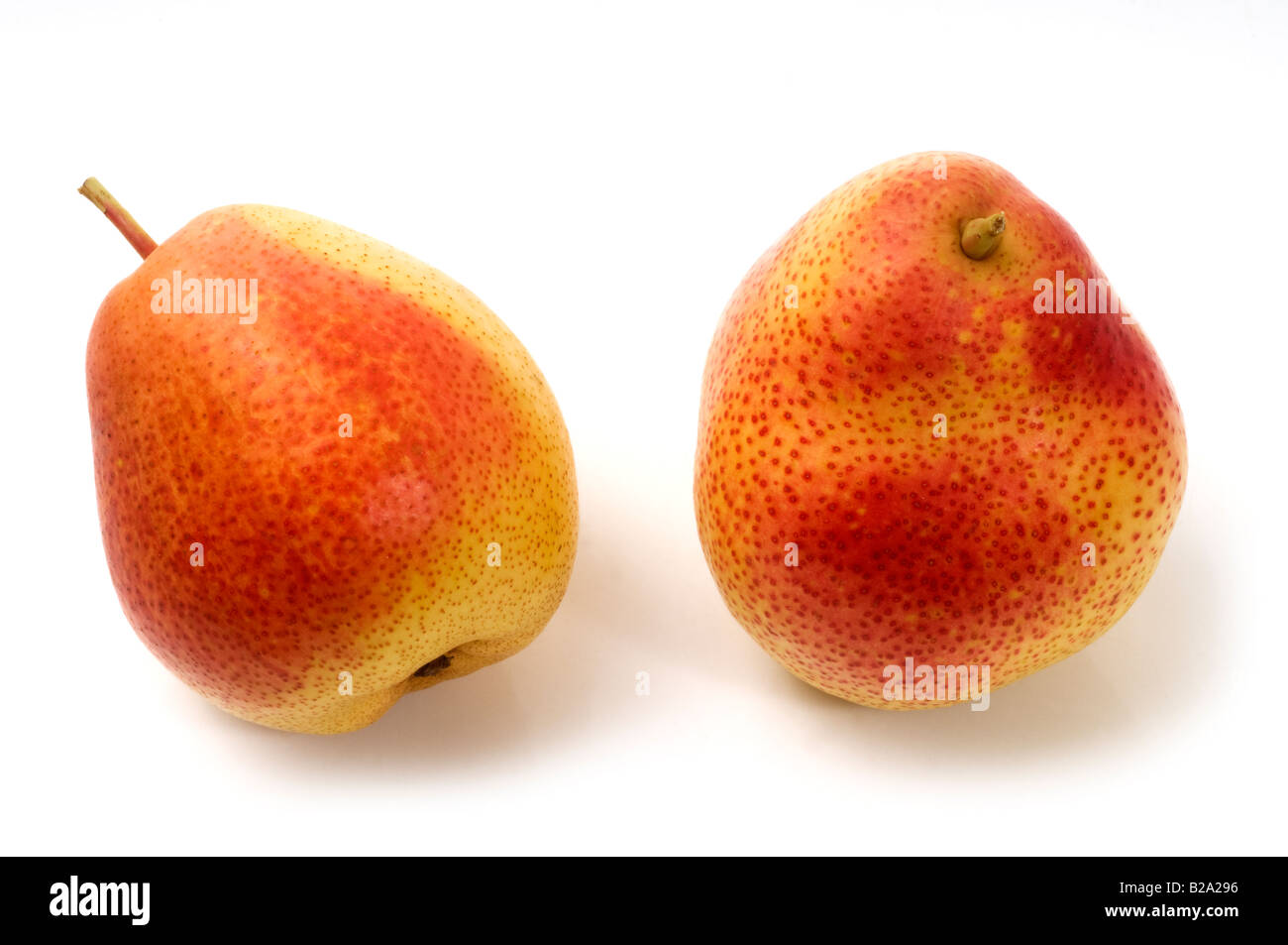 Two Forelle blush pears Stock Photo - Alamy