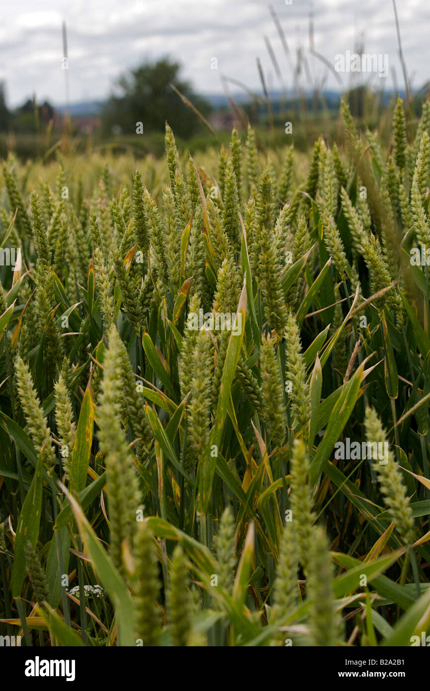 A field of young corn in England Stock Photo - Alamy