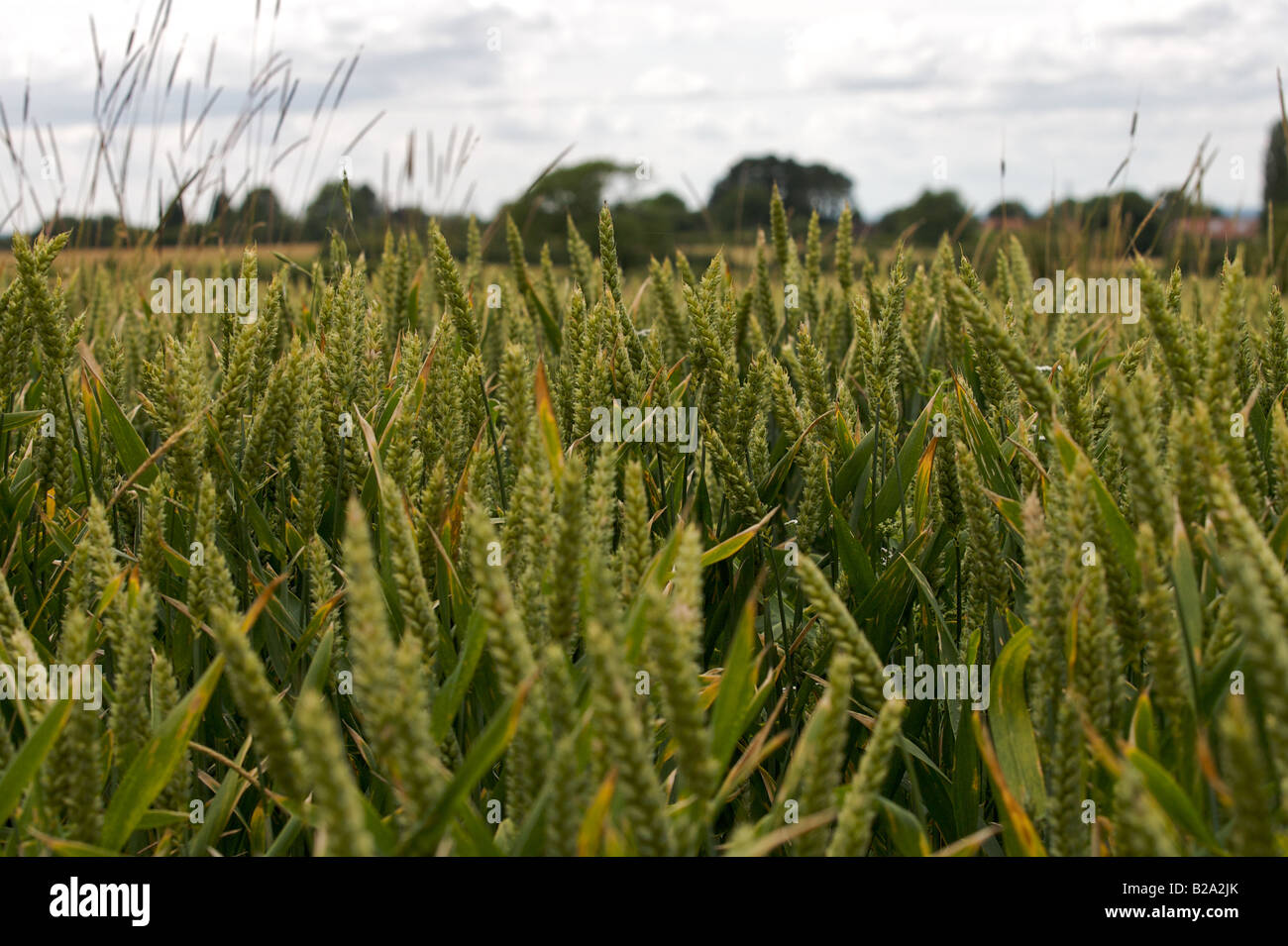 Cloud corn field hi-res stock photography and images - Alamy