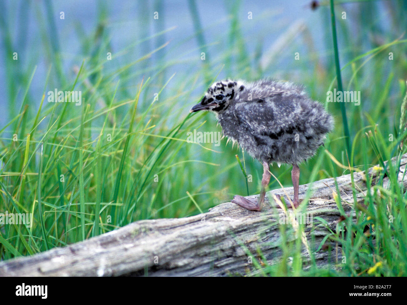 Mew Gull Larus canus Anchorage ALASKA United States June Juvenile ...