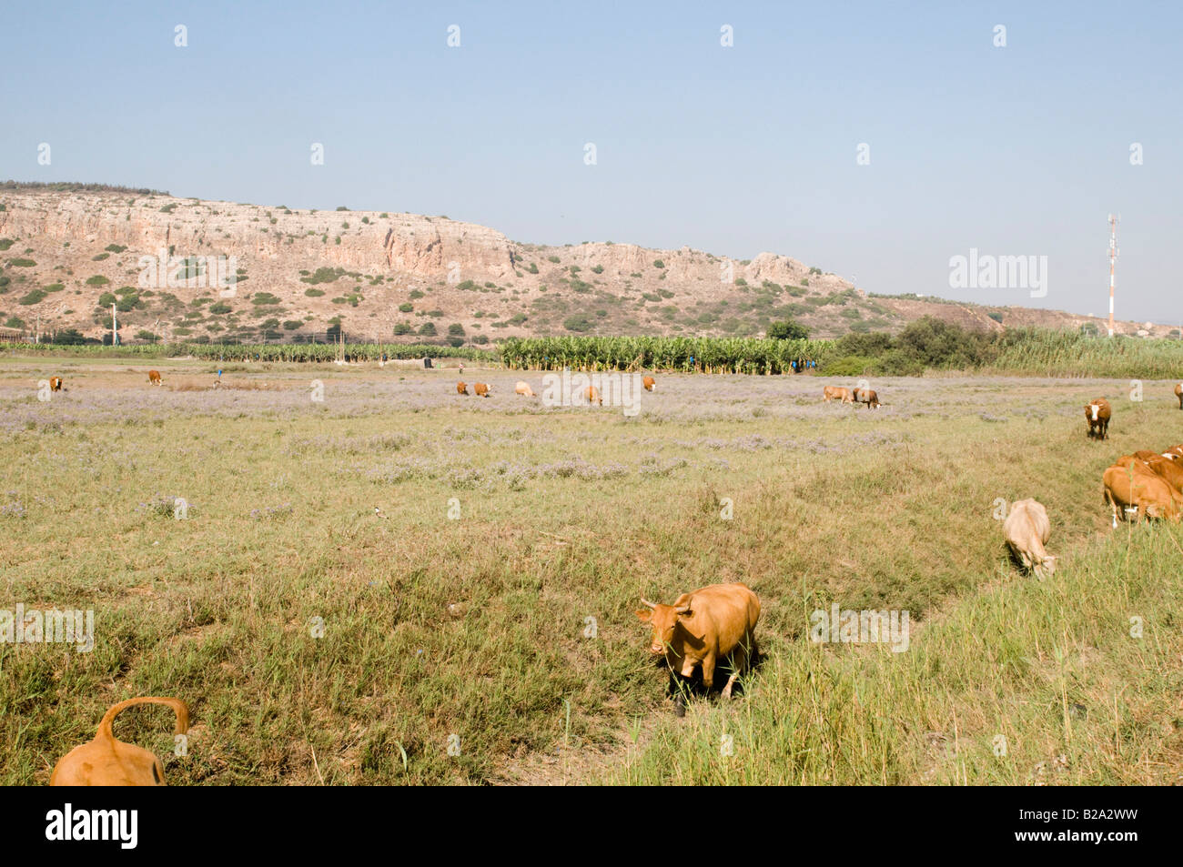 Northern cattle plains hi-res stock photography and images - Alamy