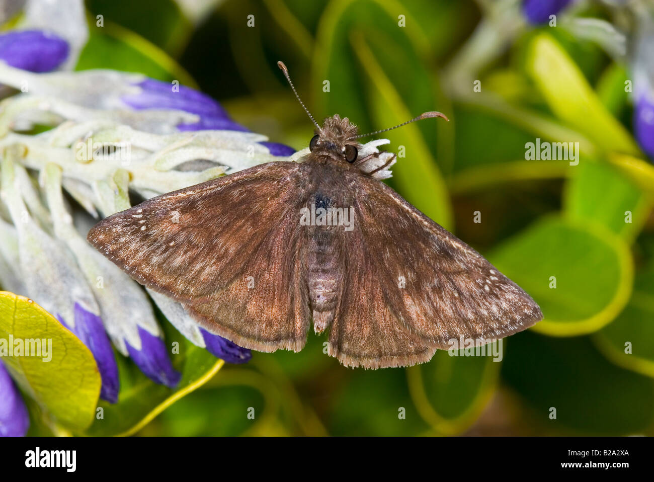 Meridian Duskywing Erynnis meridianus Stock Photo - Alamy