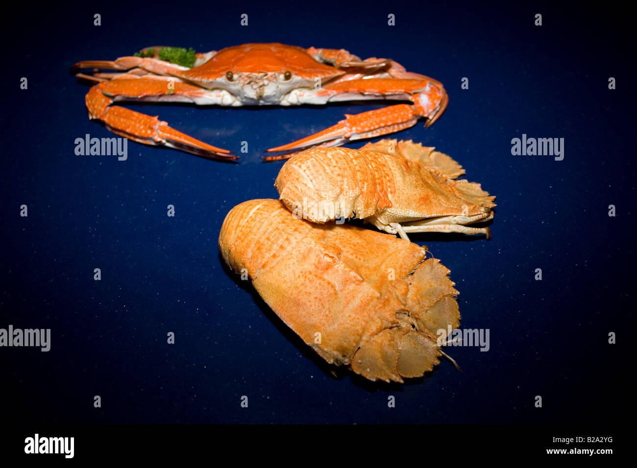 Moreton bay bug hi-res stock photography and images - Alamy