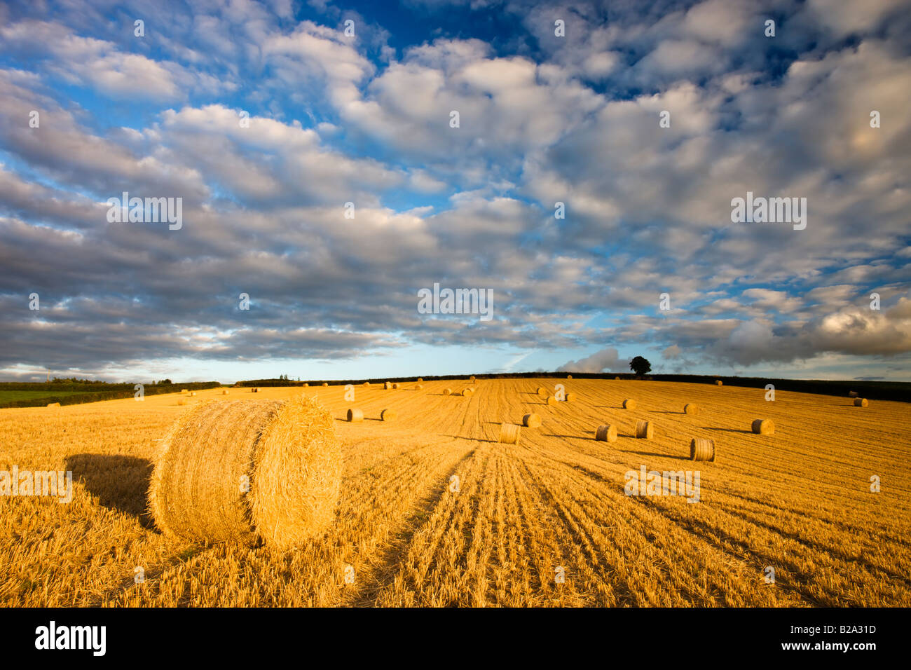 Round hay bales in a field near Morchard Bishop Devon England Stock ...