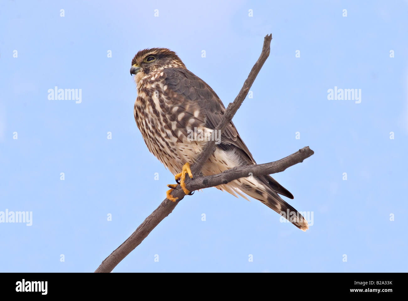 Taiga merlin hi-res stock photography and images - Alamy