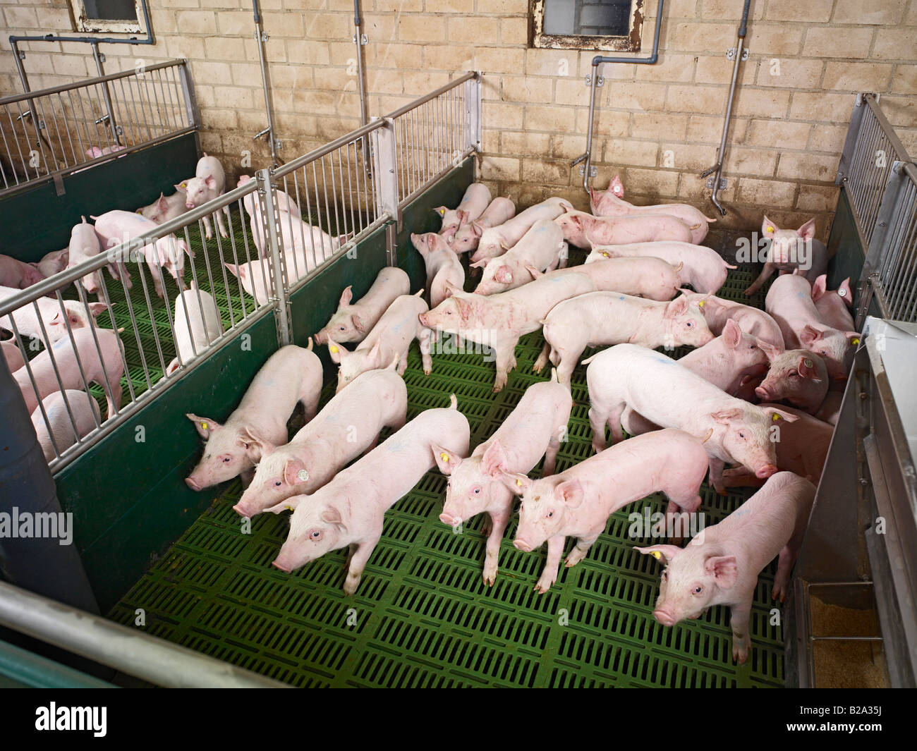 animal suffering, many piglets in a small pig sty Sus scrofa domestica ...
