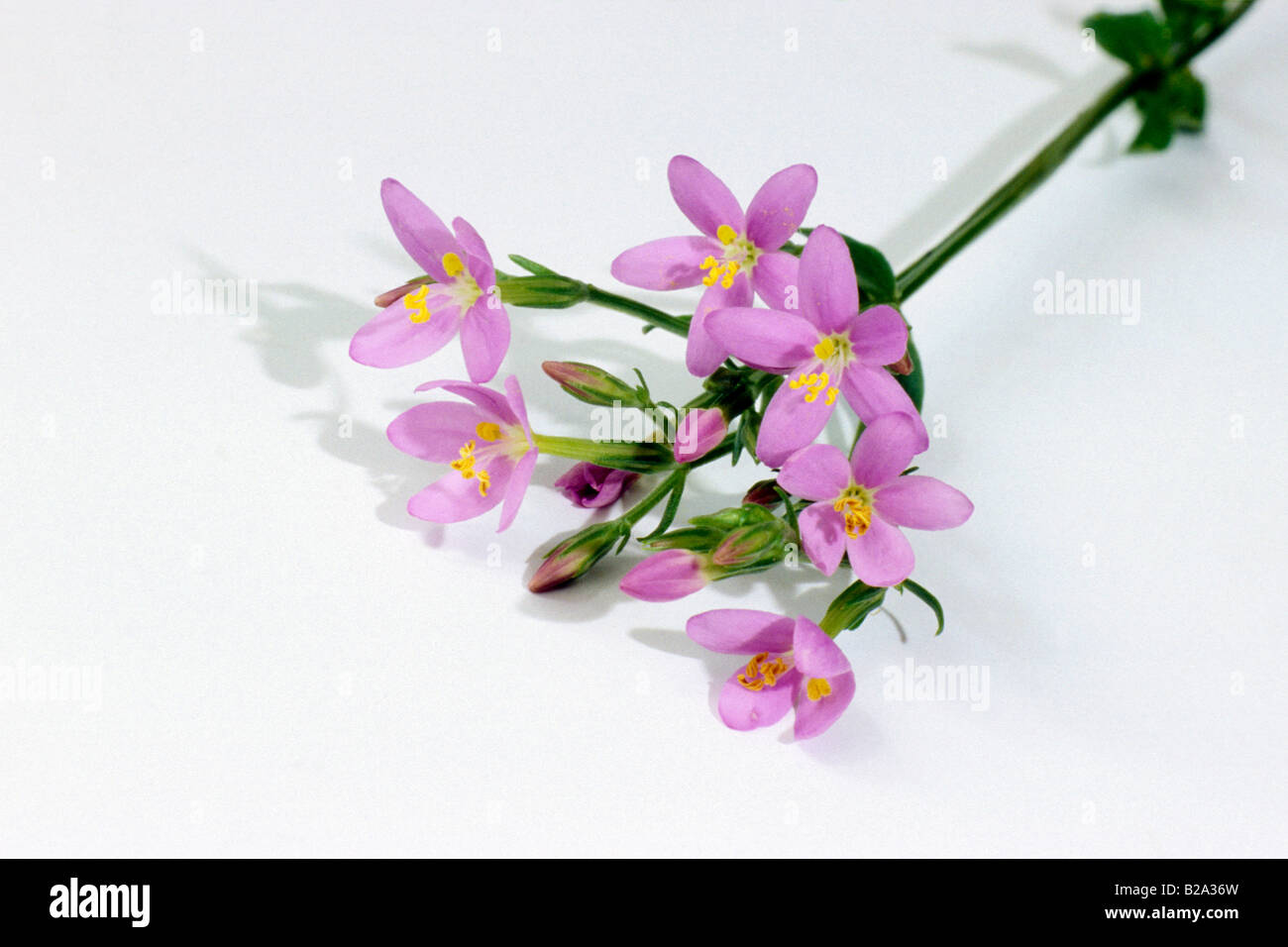 Common Centaury (Centaurium minus, Centaurium erythaea), flowering ...