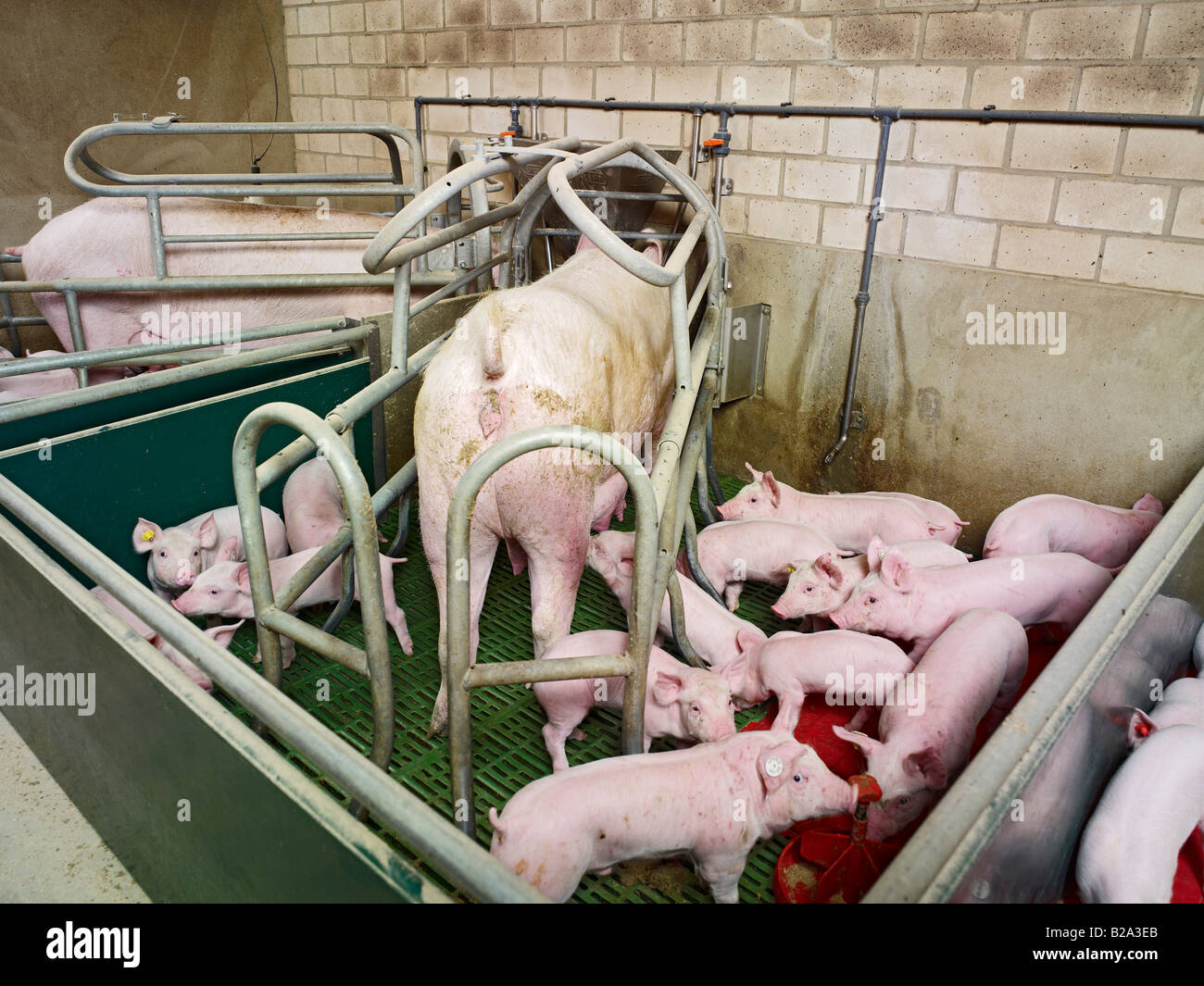 animal suffering, sow with piglets in a small pig sty sow COOPED UP ...