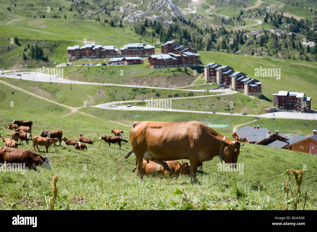 tarine dairy cattle above la plagne in summer pastures Stock Photo - Alamy