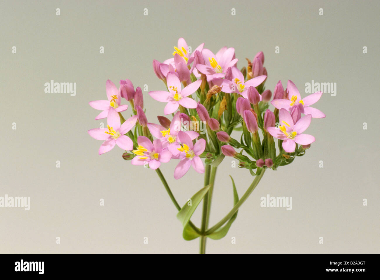 Common Centaury (Centaurium minus, Centaurium erythaea), flowering ...