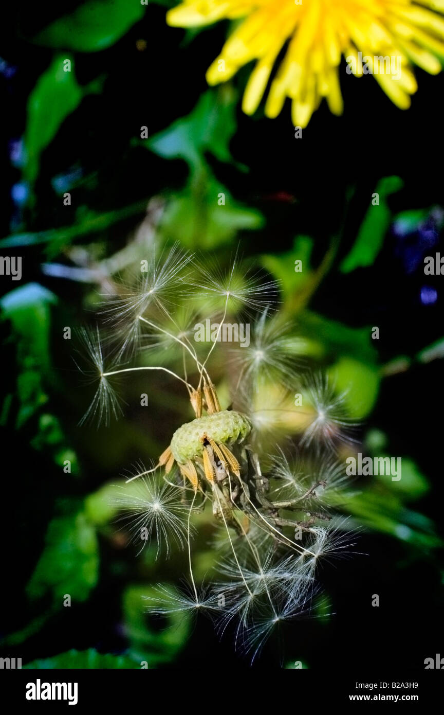 DANDELION SEEDS FLY AWAY Stock Photo - Alamy