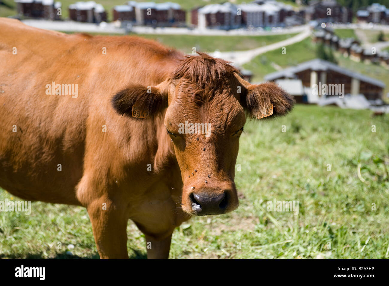Tarentaise cattle hi-res stock photography and images - Alamy