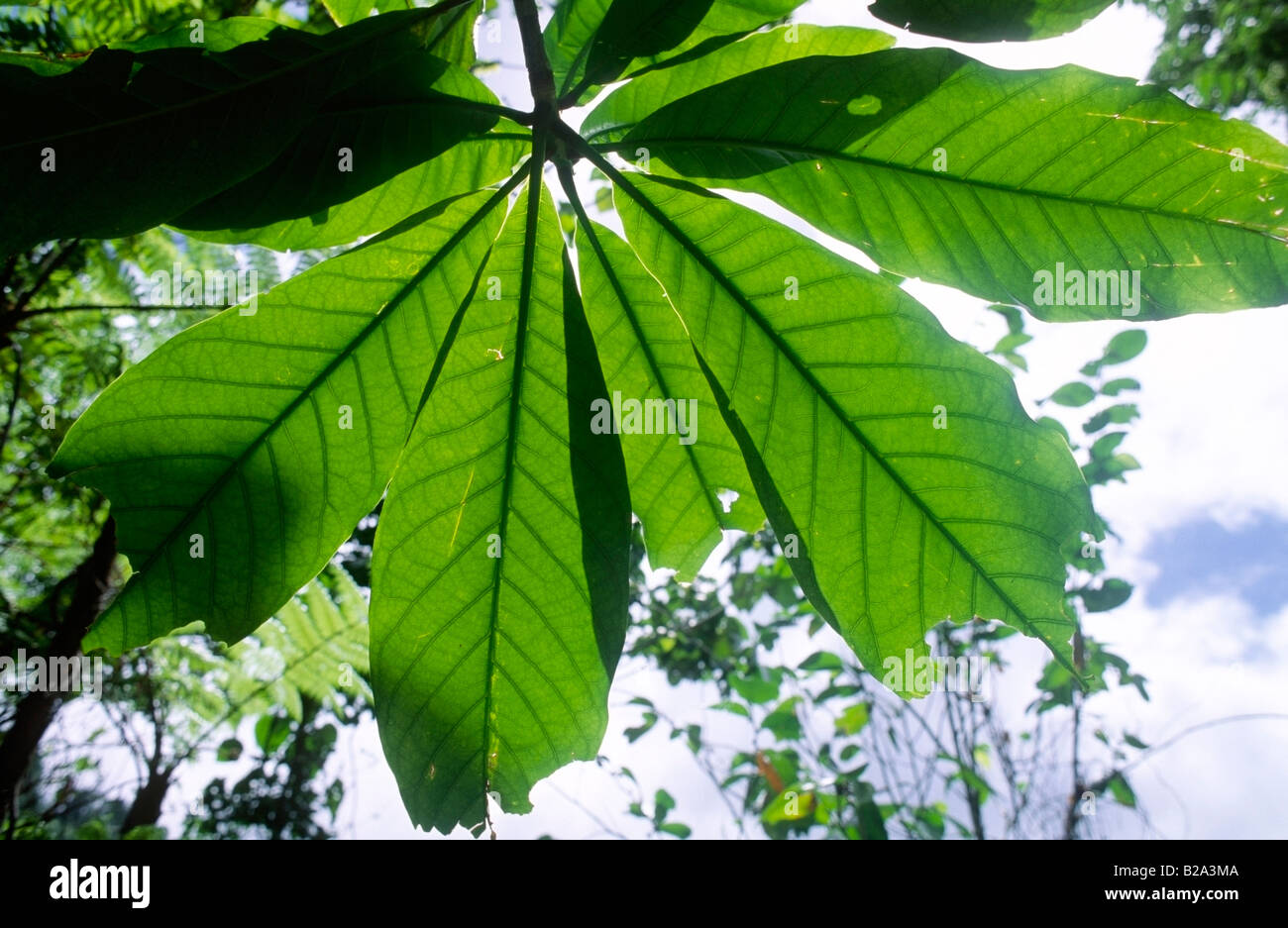 Tropical Tree Leaves Taveuni Fiji Islands Stock Photo - Alamy