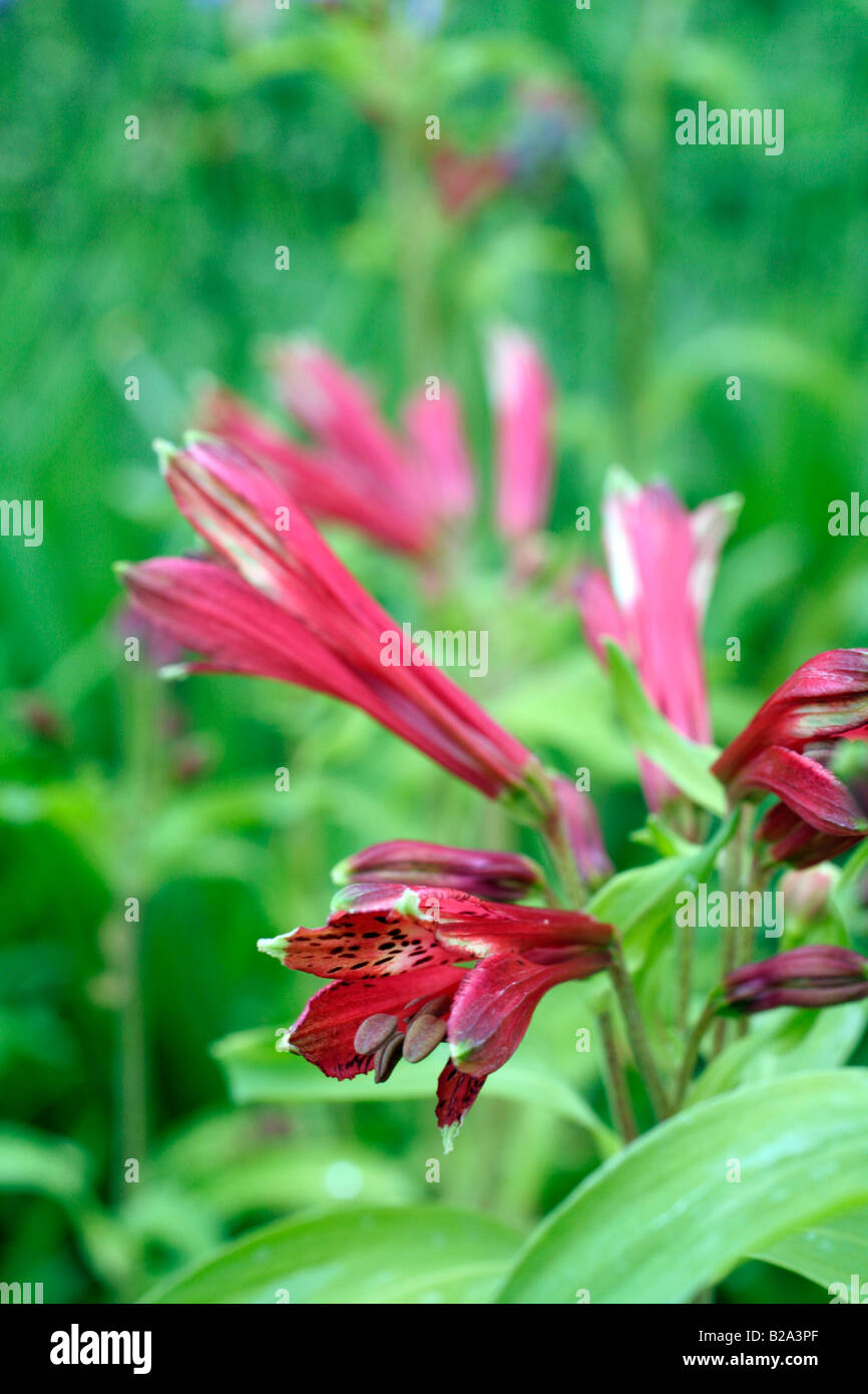 Psittacina hi-res stock photography and images - Alamy