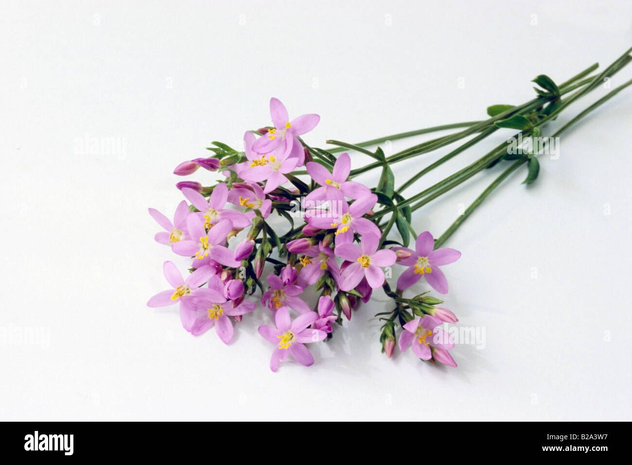 Common Centaury (Centaurium minus, Centaurium erythaea), flowering ...