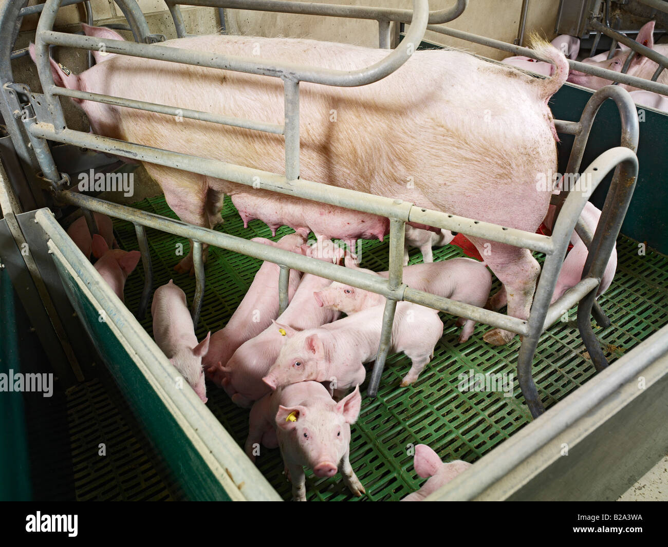 animal suffering, sow with piglets in a small pig sty sow COOPED UP ...