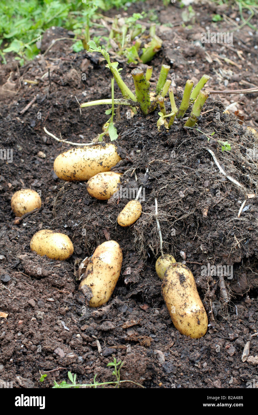 Potato blight hi-res stock photography and images - Alamy