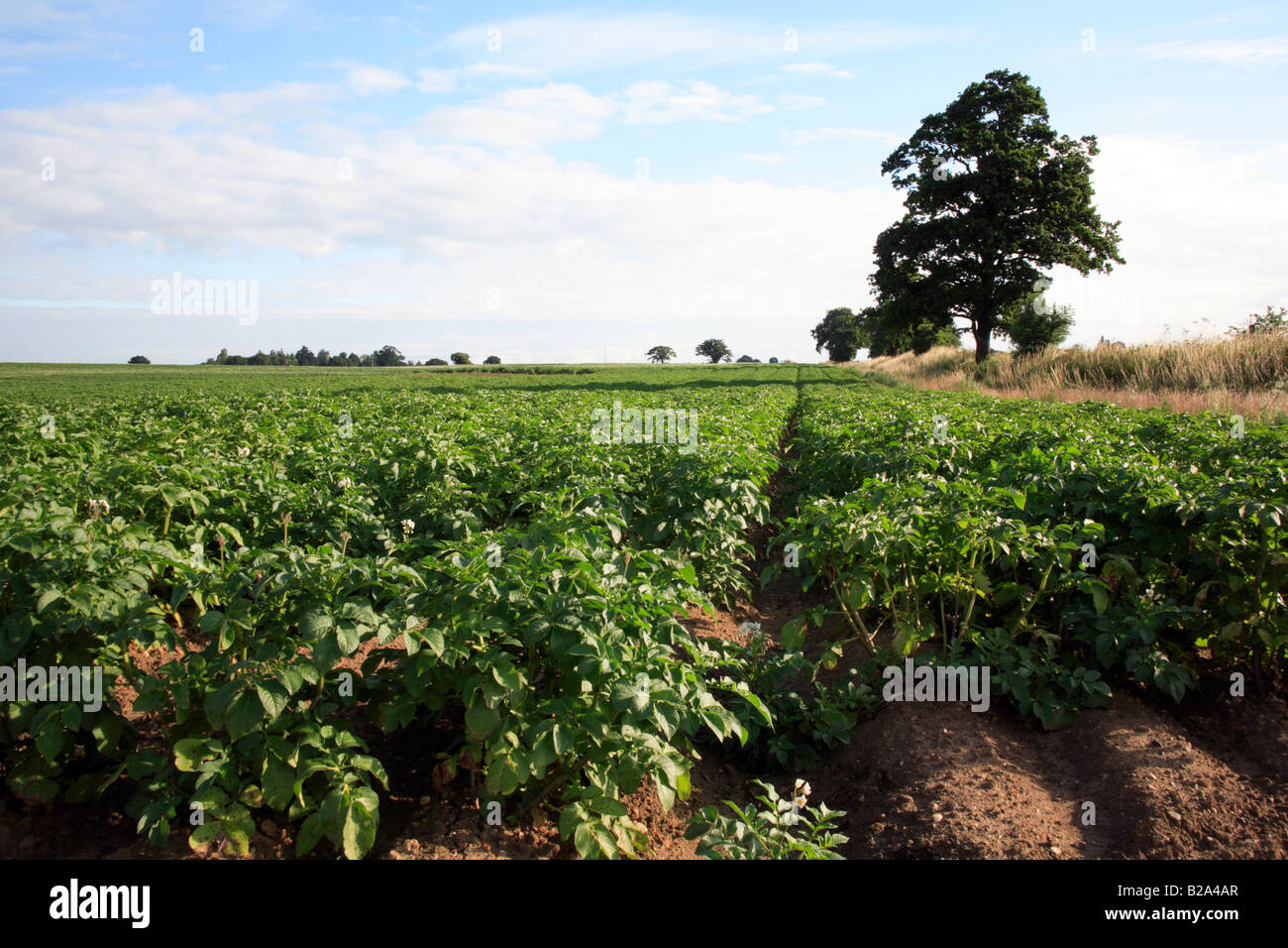 Maincrop of Potatoes maturing Stock Photo - Alamy
