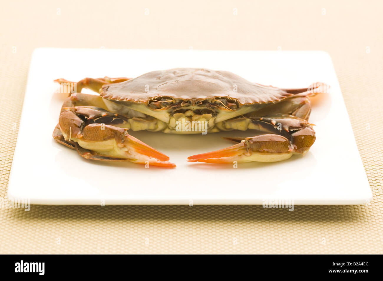 Soft shell crab hi-res stock photography and images - Alamy