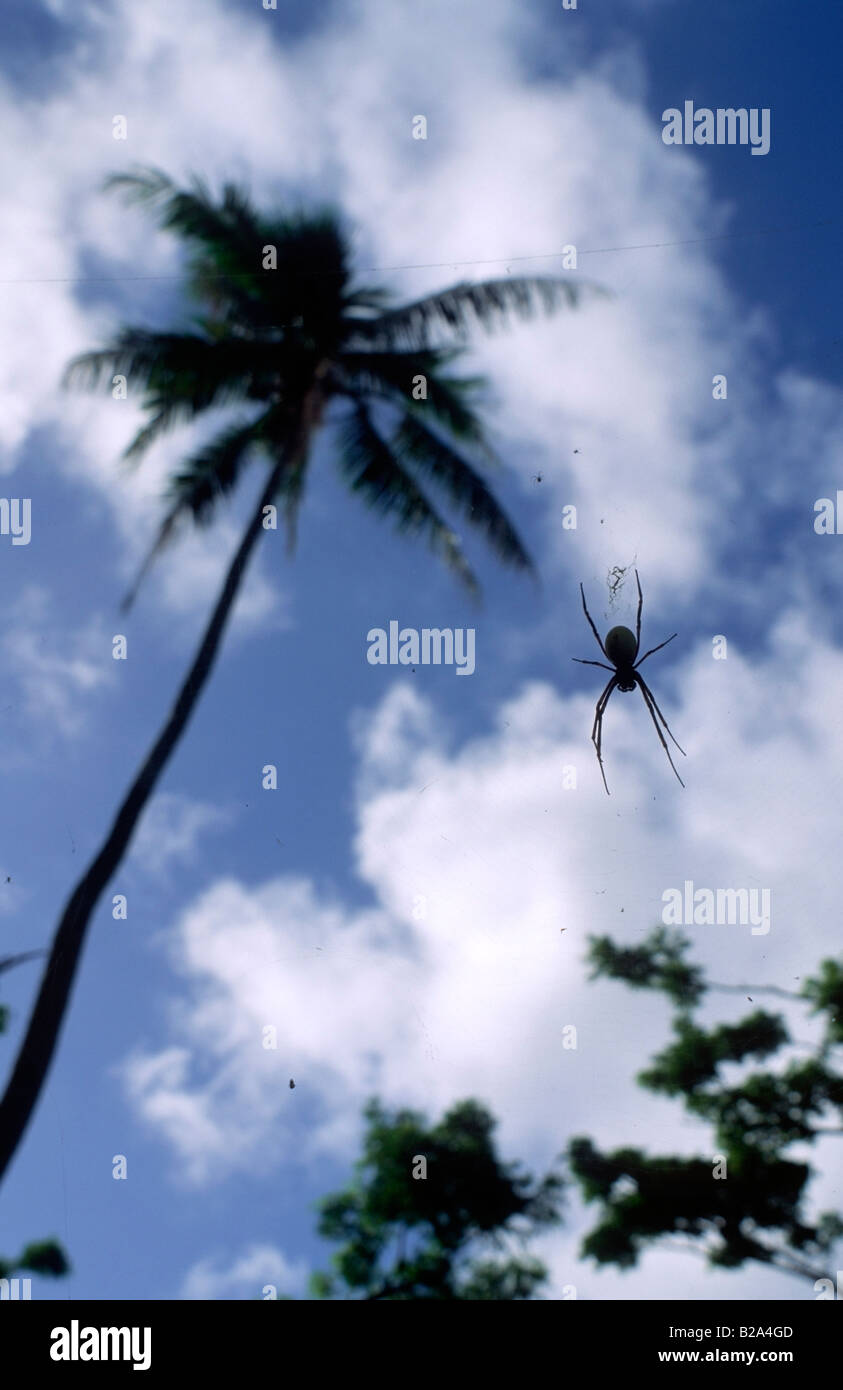 Spider and Coco Palm Tree Taveuni Fiji Islands Stock Photo - Alamy