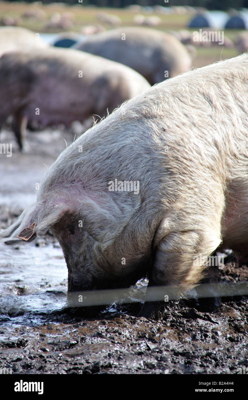 Pigs in mud hi-res stock photography and images - Alamy
