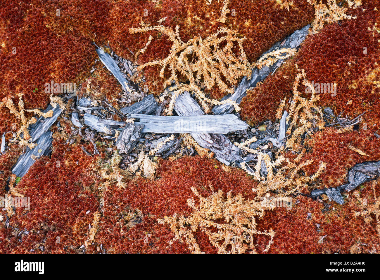 Sphagnum moss on peat bog Stock Photo - Alamy