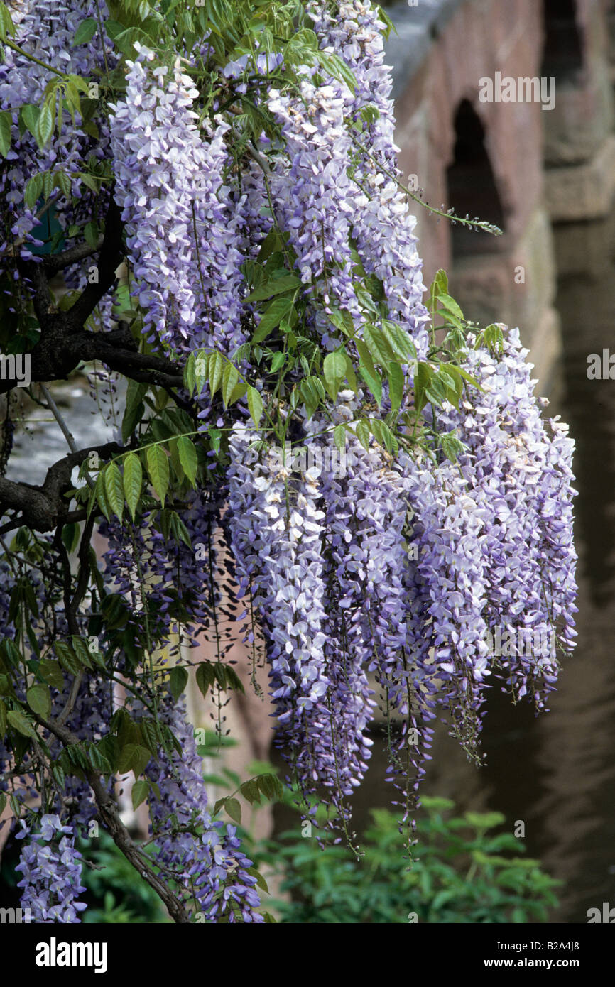 Chinese Wisteria (Wisteria sinensis), flowering Stock Photo - Alamy