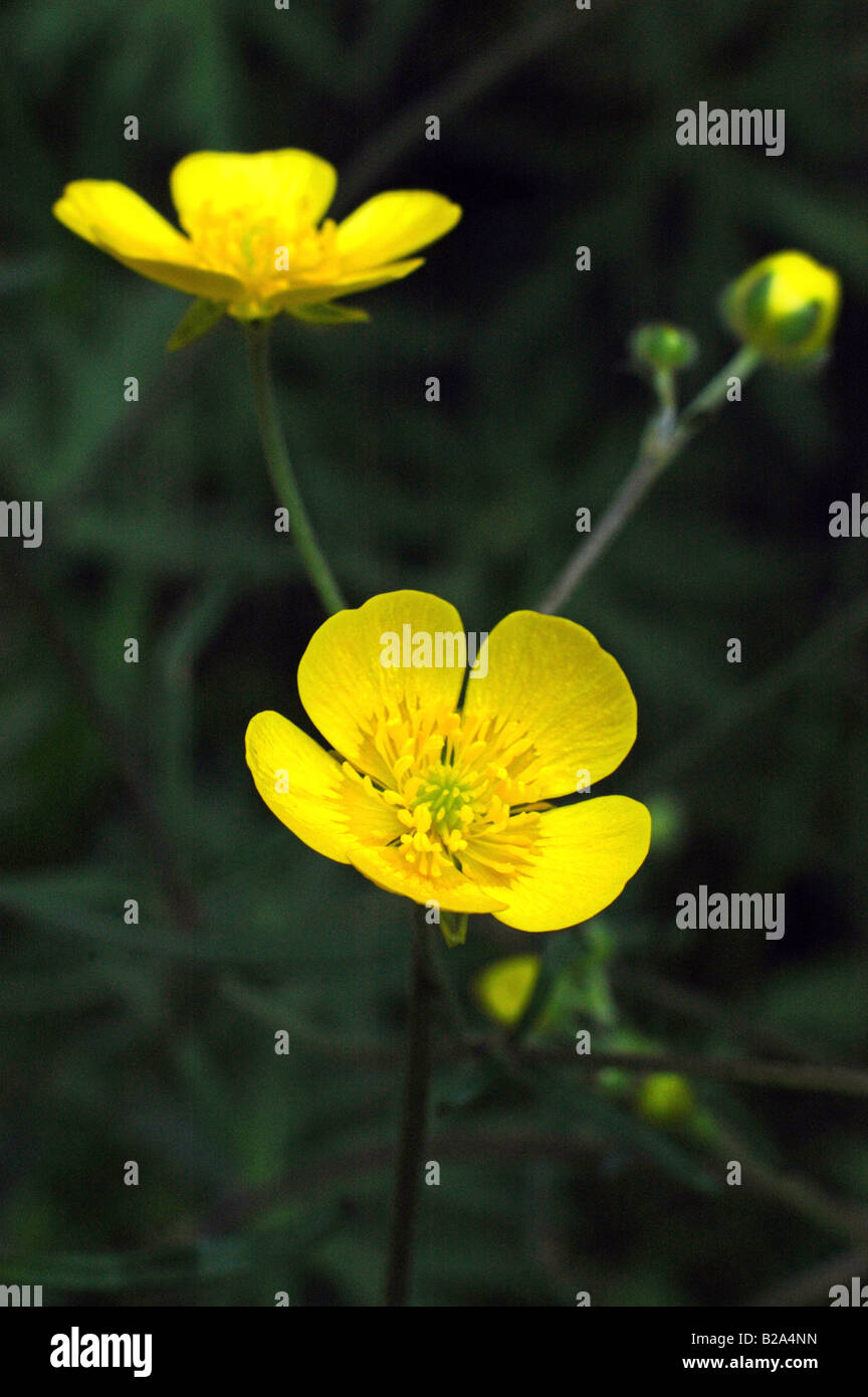 Buttercups and blossom hi-res stock photography and images - Alamy