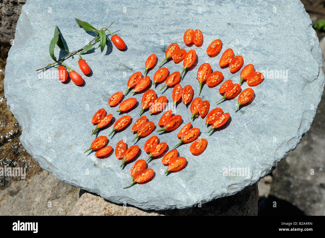 Berries pattern hi-res stock photography and images - Alamy